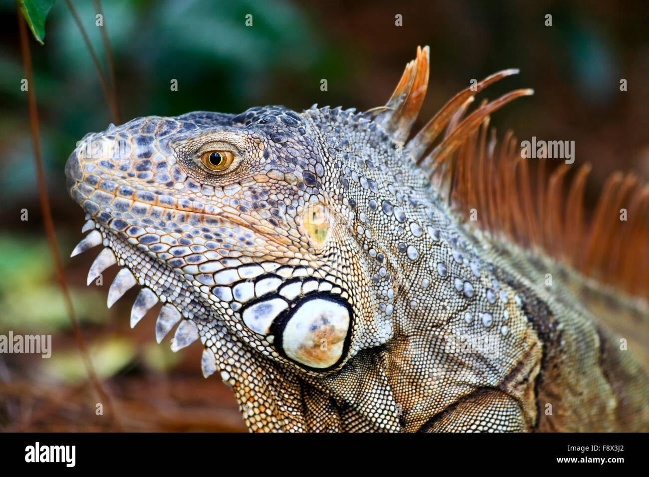 A wild iguana wandered around in a garden Stock Photo - Alamy