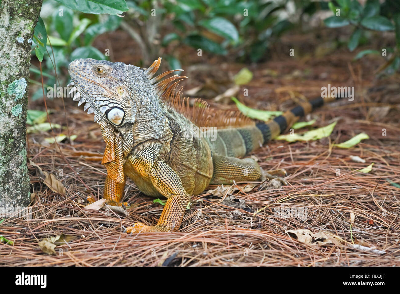 A wild iguana wandered around in a garden Stock Photo - Alamy