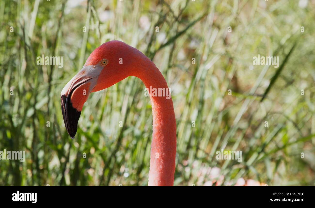 Flamingo head left Stock Photo - Alamy