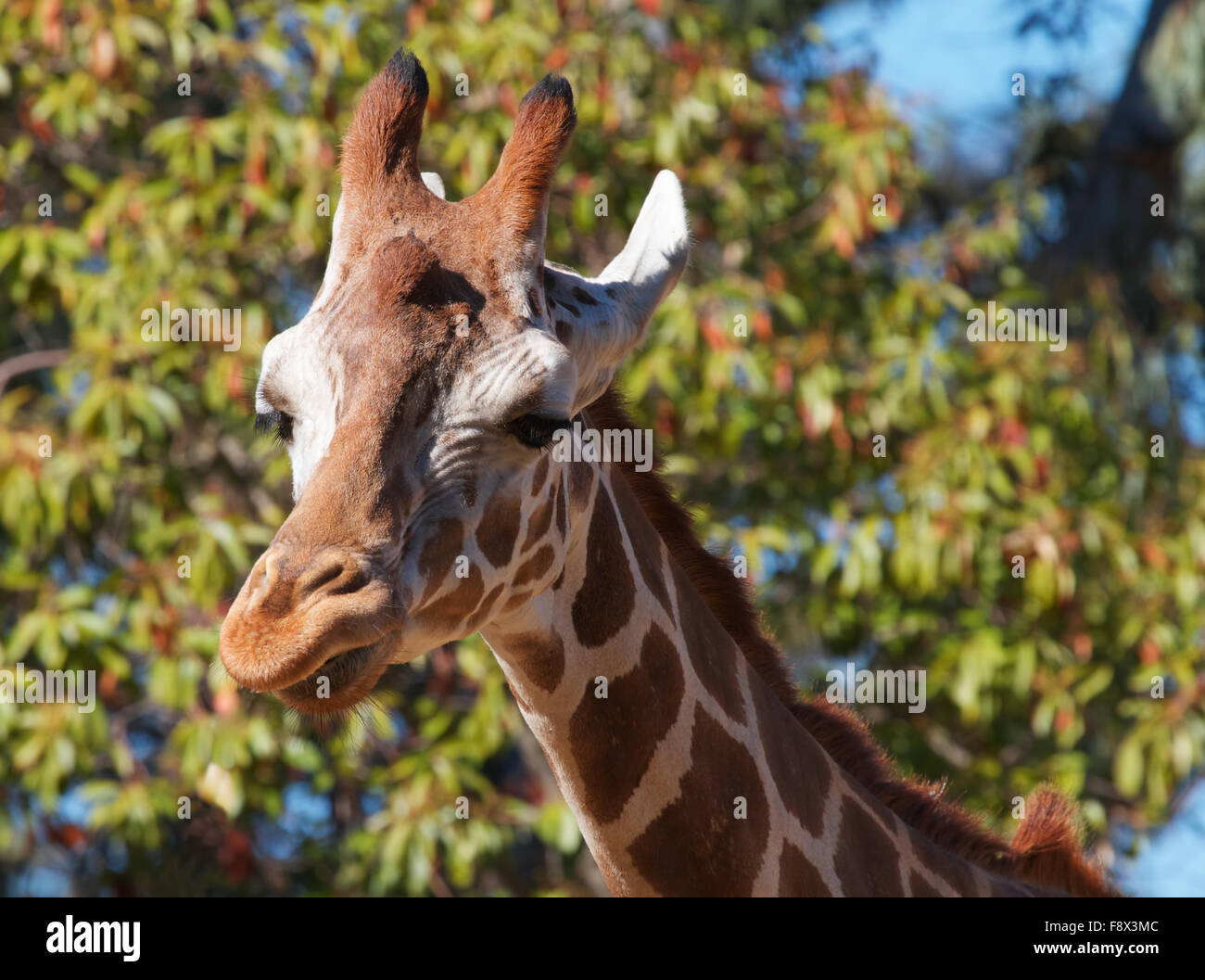 Giraffe right look Stock Photo - Alamy