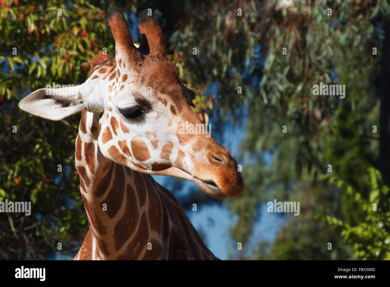 Giraffe right look Stock Photo - Alamy