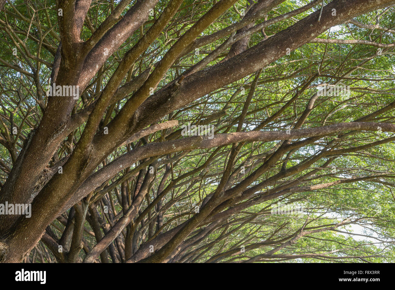 branch of Samanea saman, Big rain tree Stock Photo - Alamy