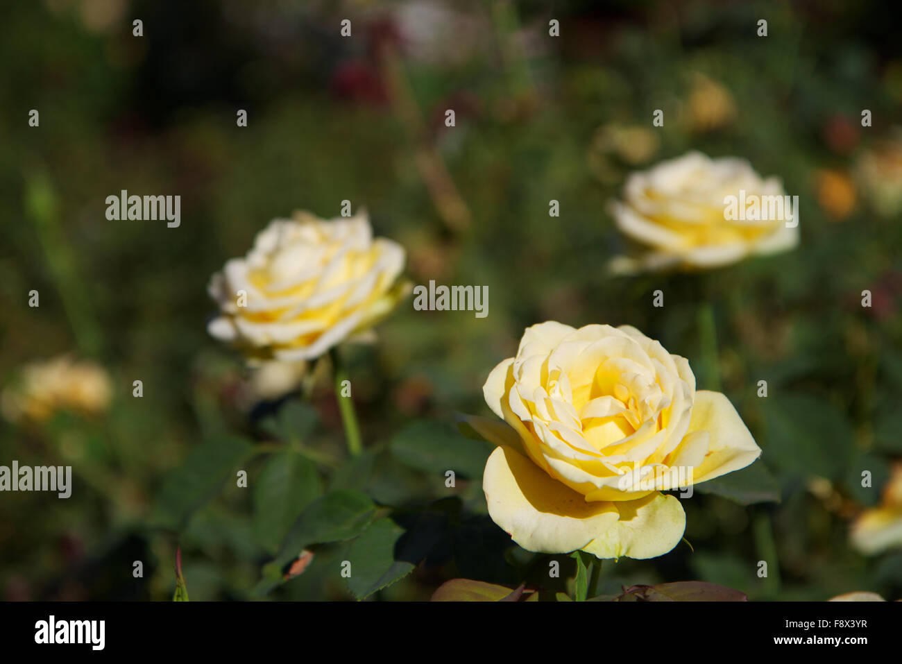 Three yellow roses Stock Photo - Alamy