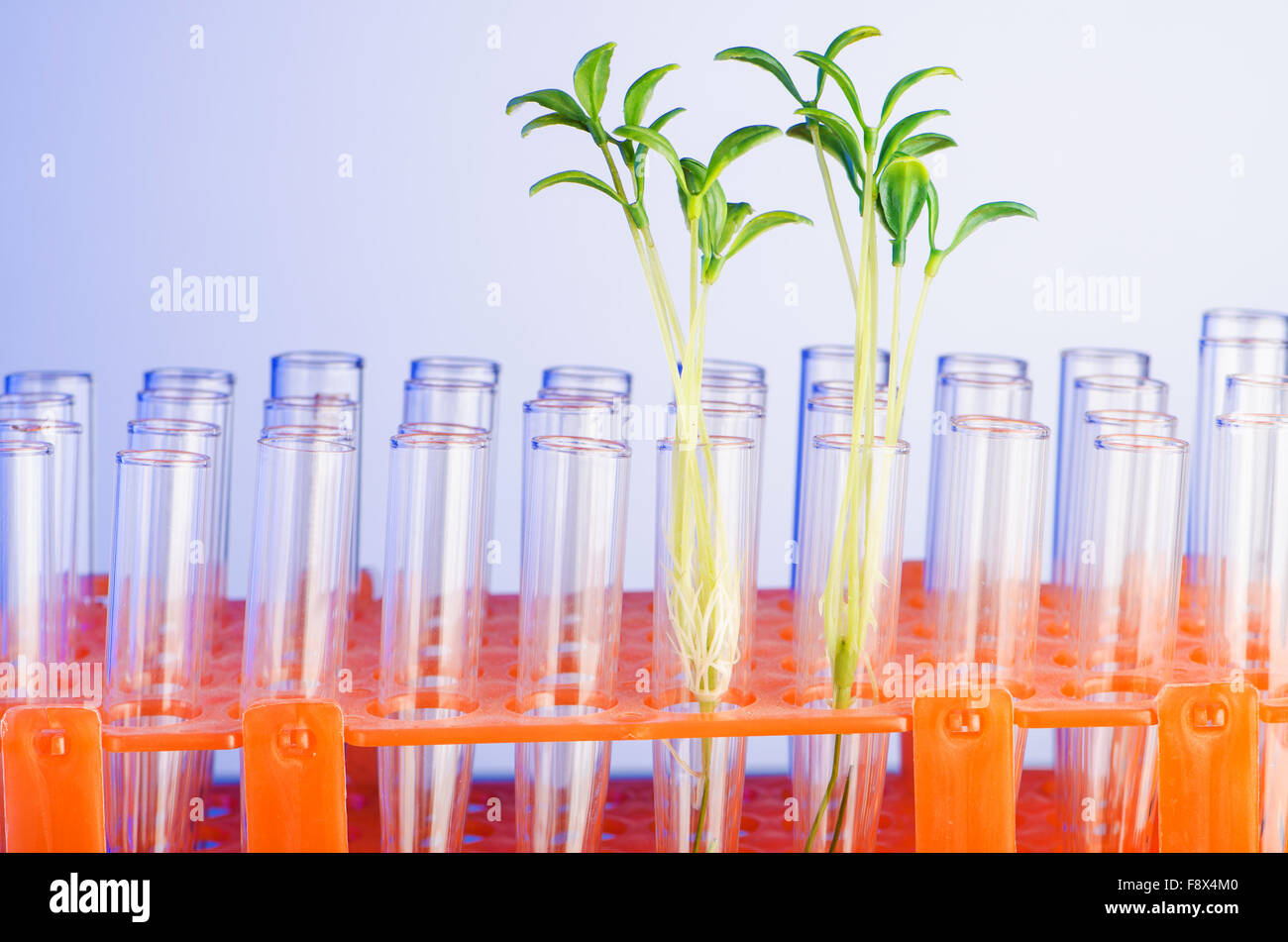 Lab experiment with green seedlings Stock Photo - Alamy