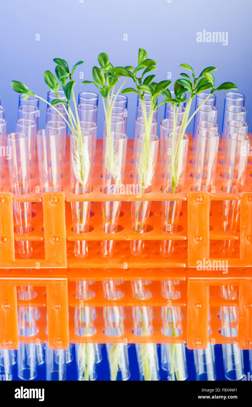 Lab experiment with green seedlings Stock Photo - Alamy