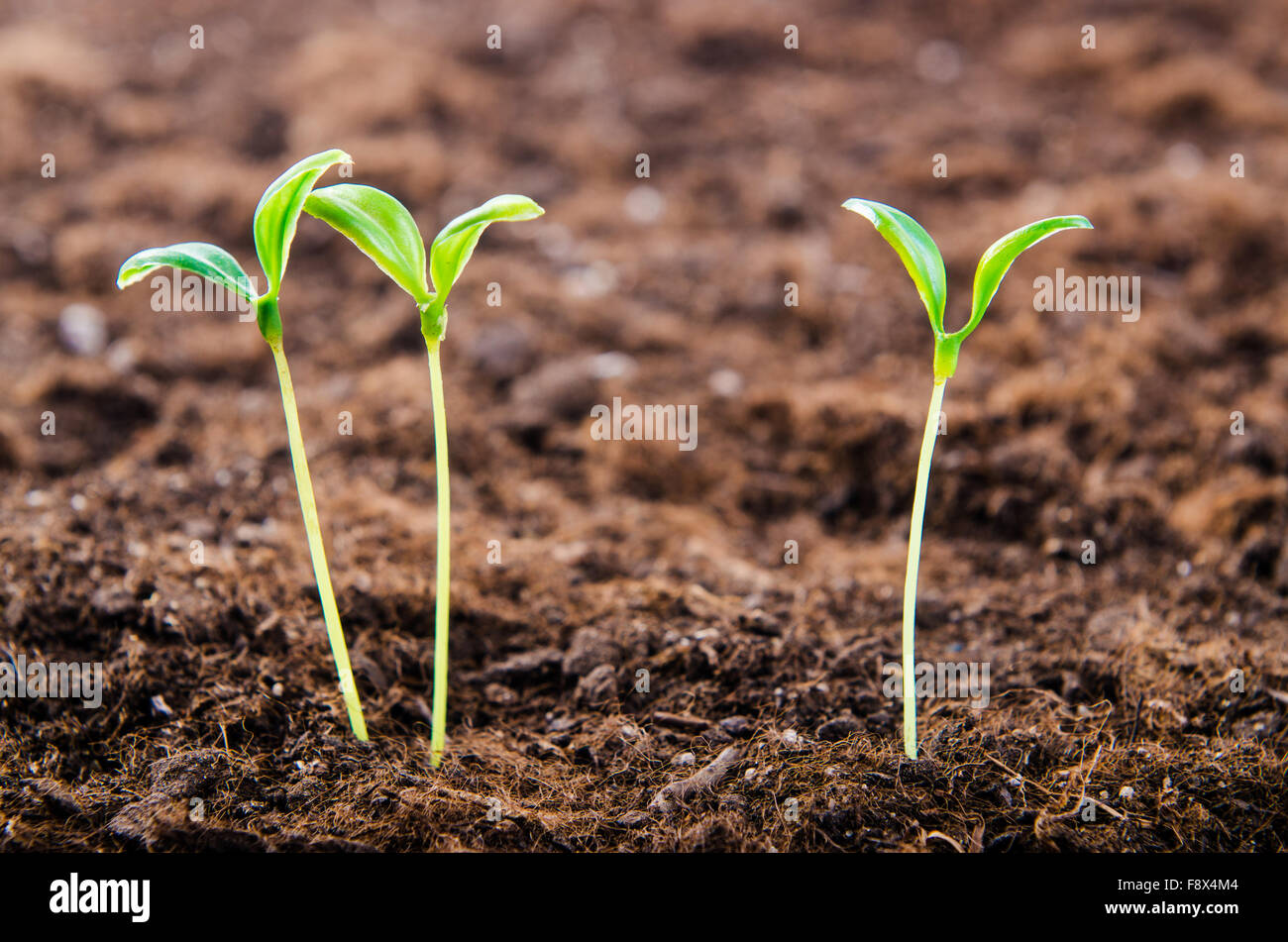 Green seedlings in new life concept Stock Photo - Alamy