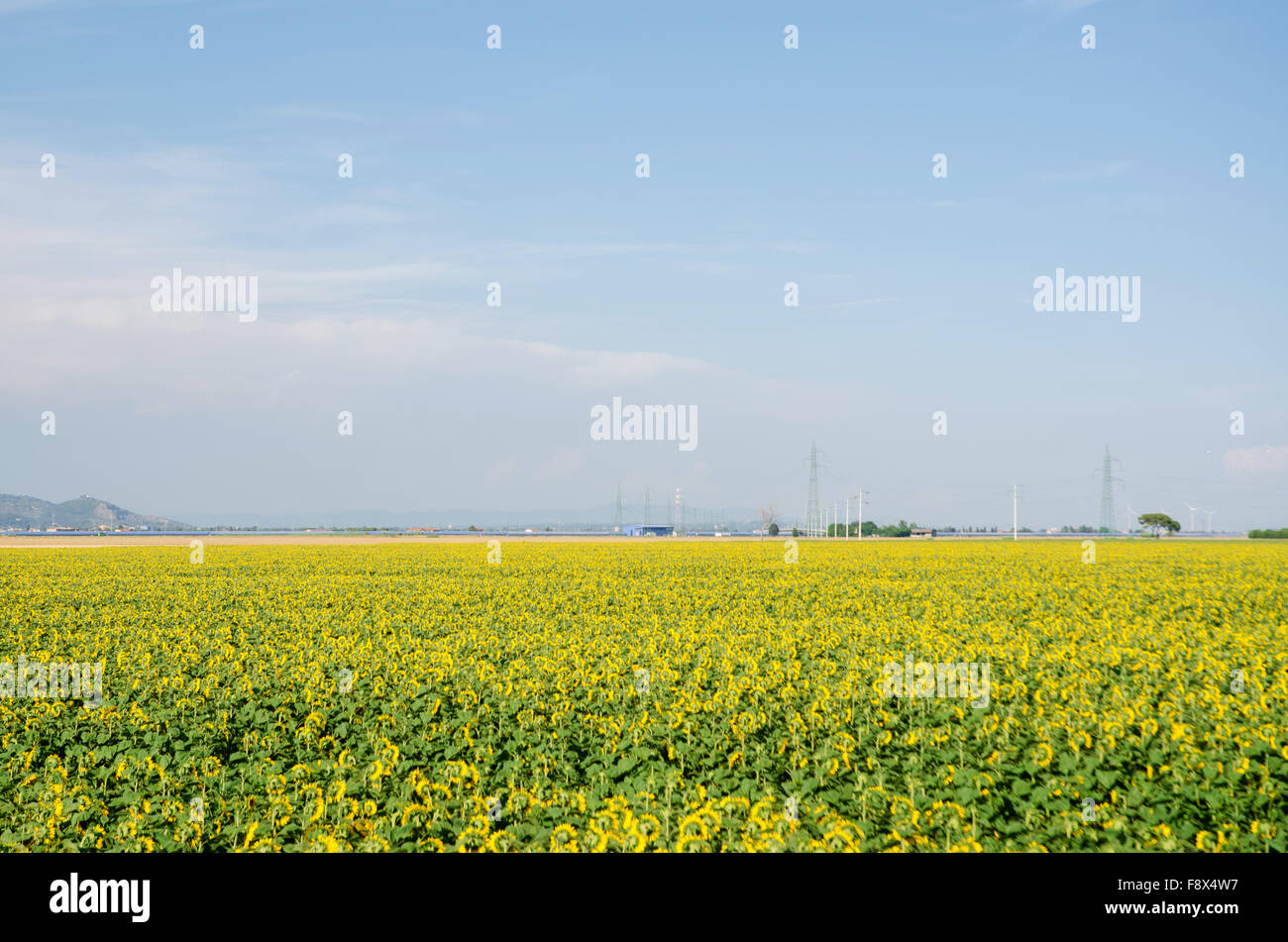 Sunflower field on bright summer day Stock Photo - Alamy