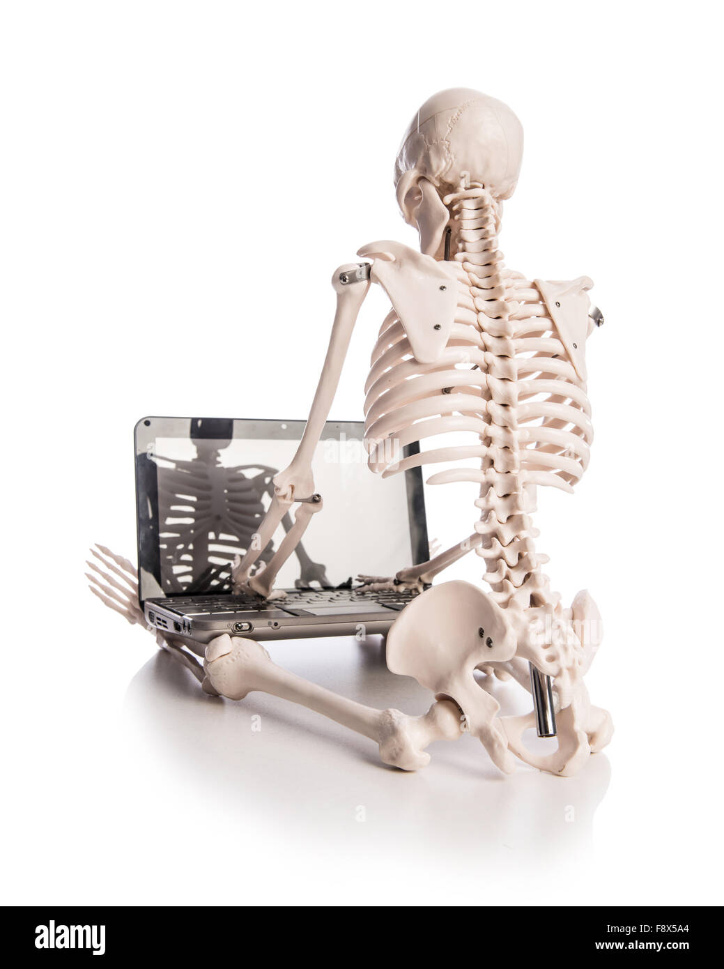 Skeleton Working On Laptop Stock Photos & Skeleton Working On Laptop ...