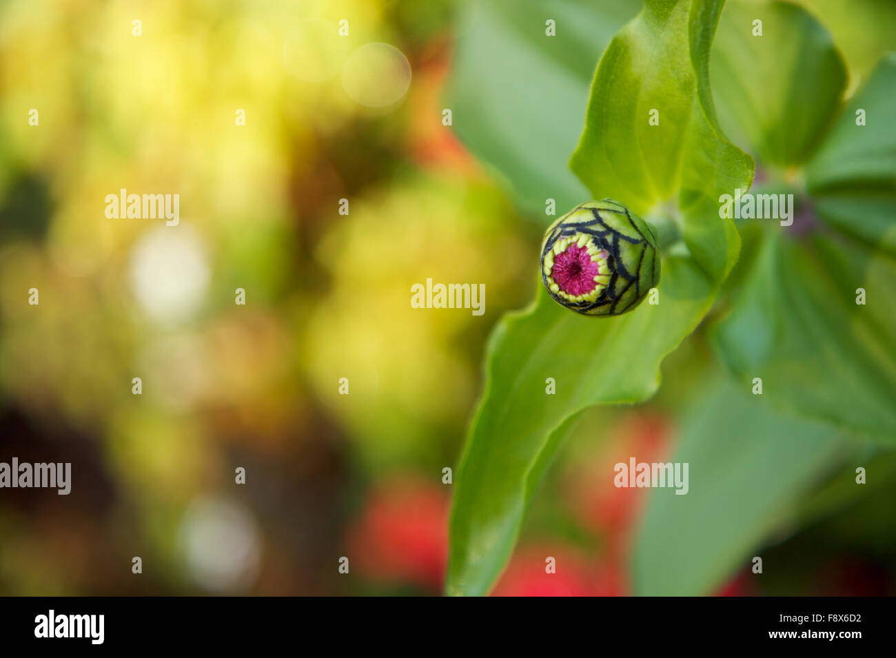 eye ball flower bud Stock Photo - Alamy