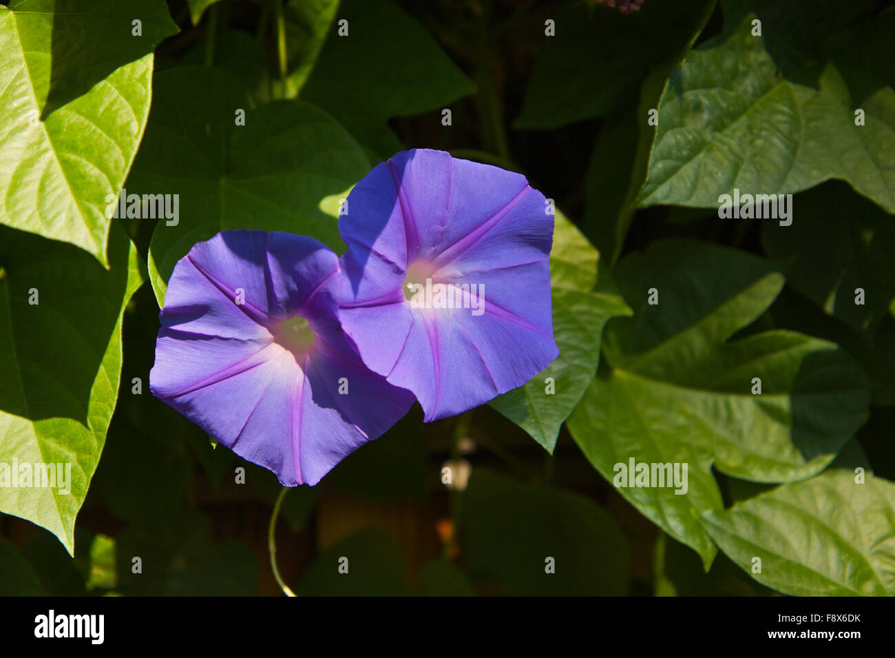Two morning glories hi-res stock photography and images - Alamy