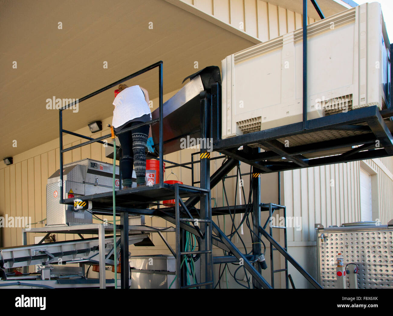 Grape harvest sorting hi-res stock photography and images - Alamy