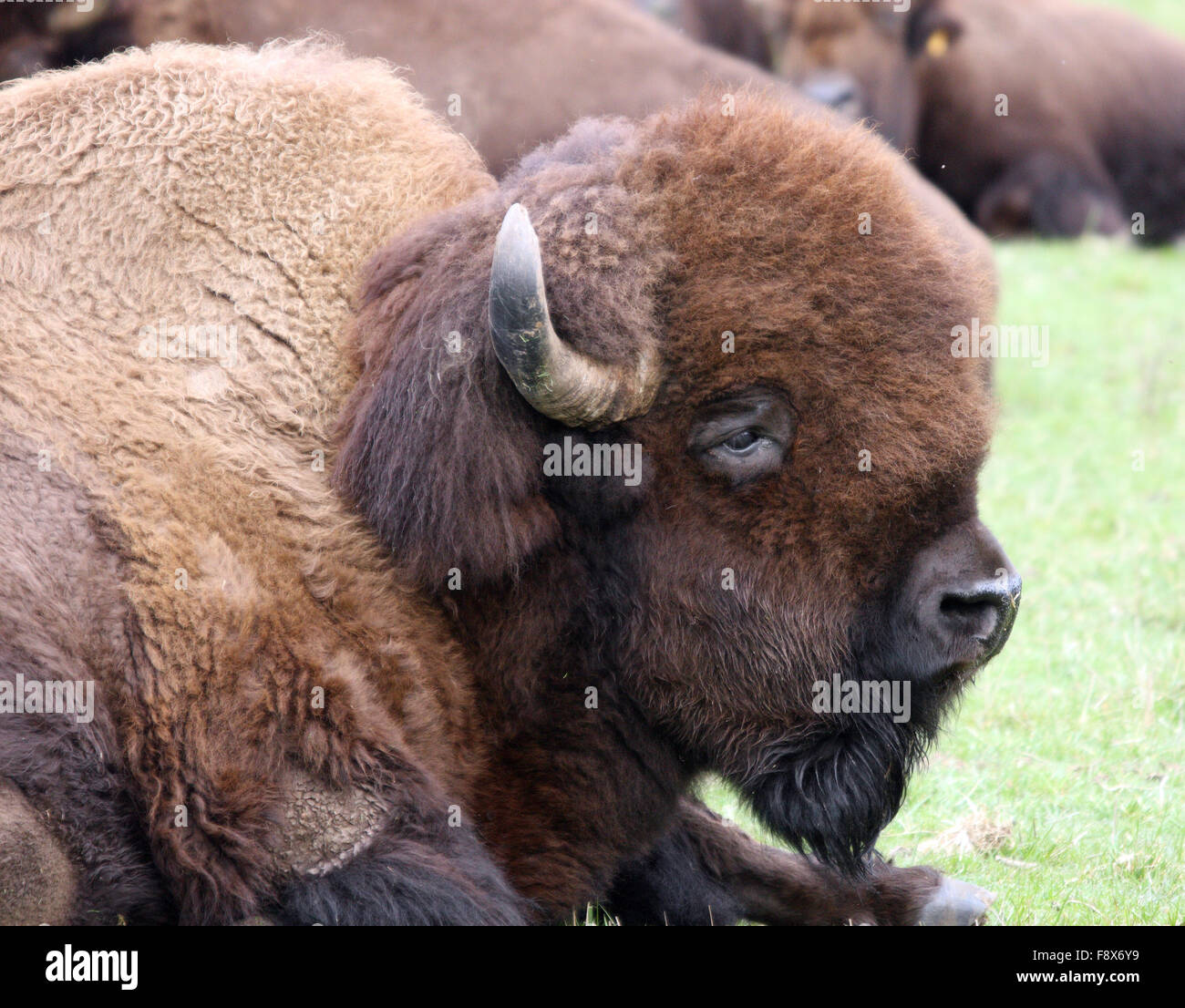 American Bison/Buffalo. Photo taken at Northwest Trek Wildlife Park, WA ...