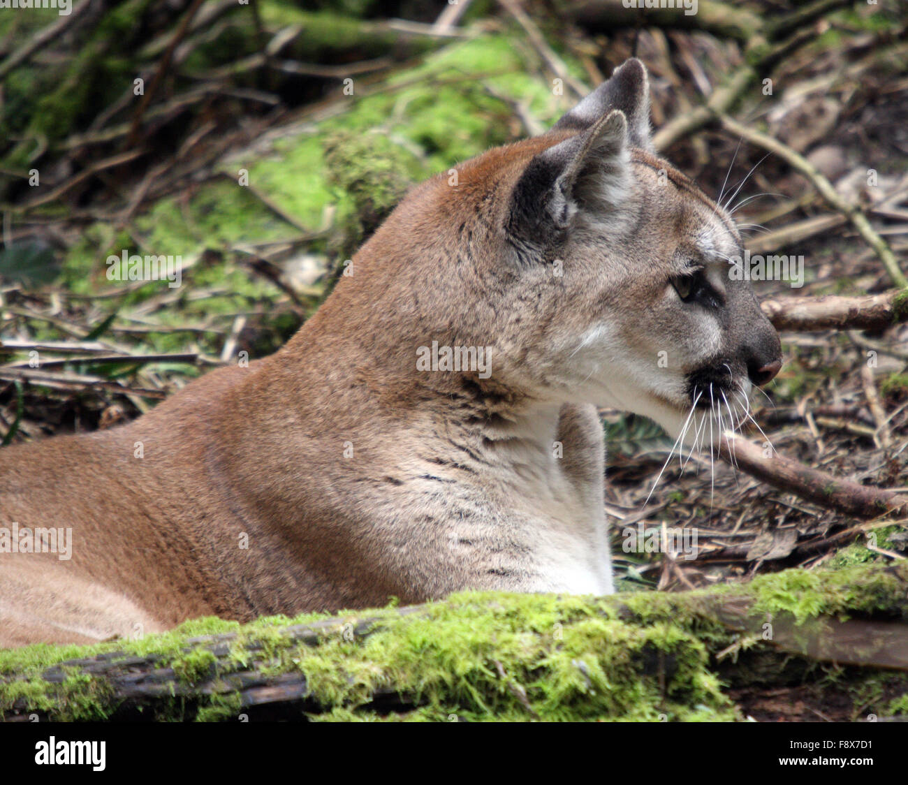 Cougar/Mountain Lion. Photo taken at Northwest Trek Wildlife Park, WA ...