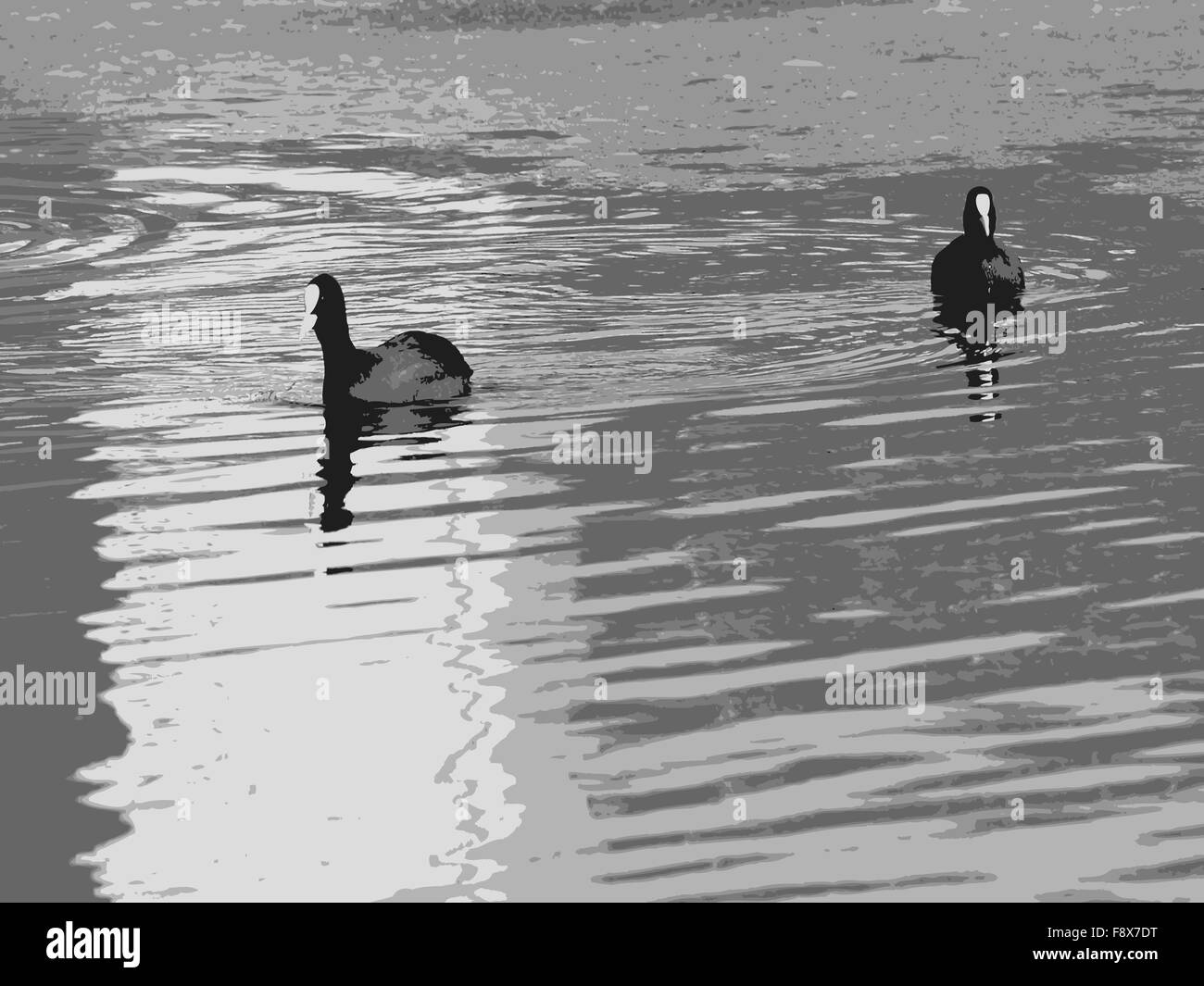 Nice ducks Black and White Stock Photos & Images - Alamy