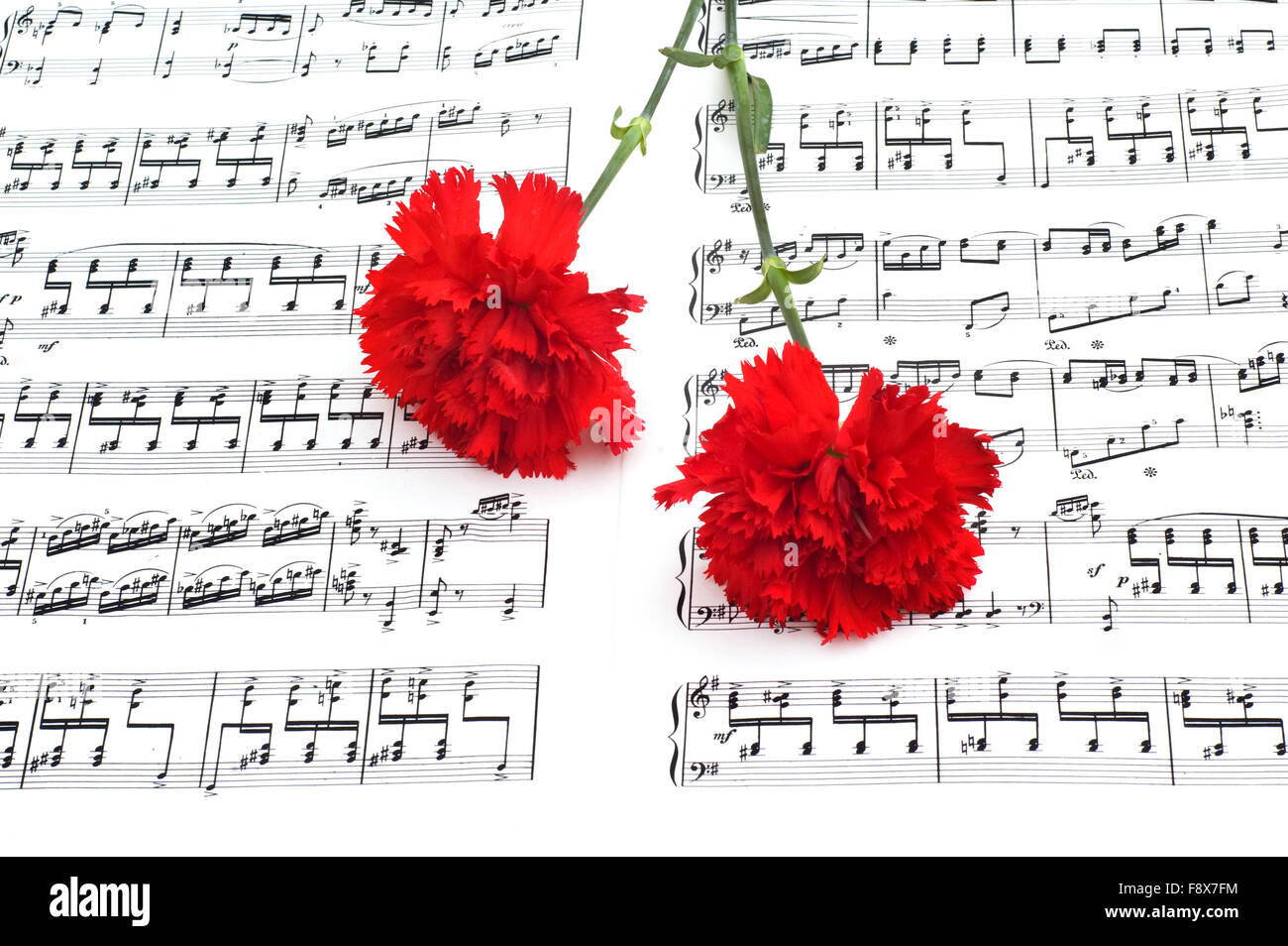 Red carnation flower on musical notes page Stock Photo - Alamy