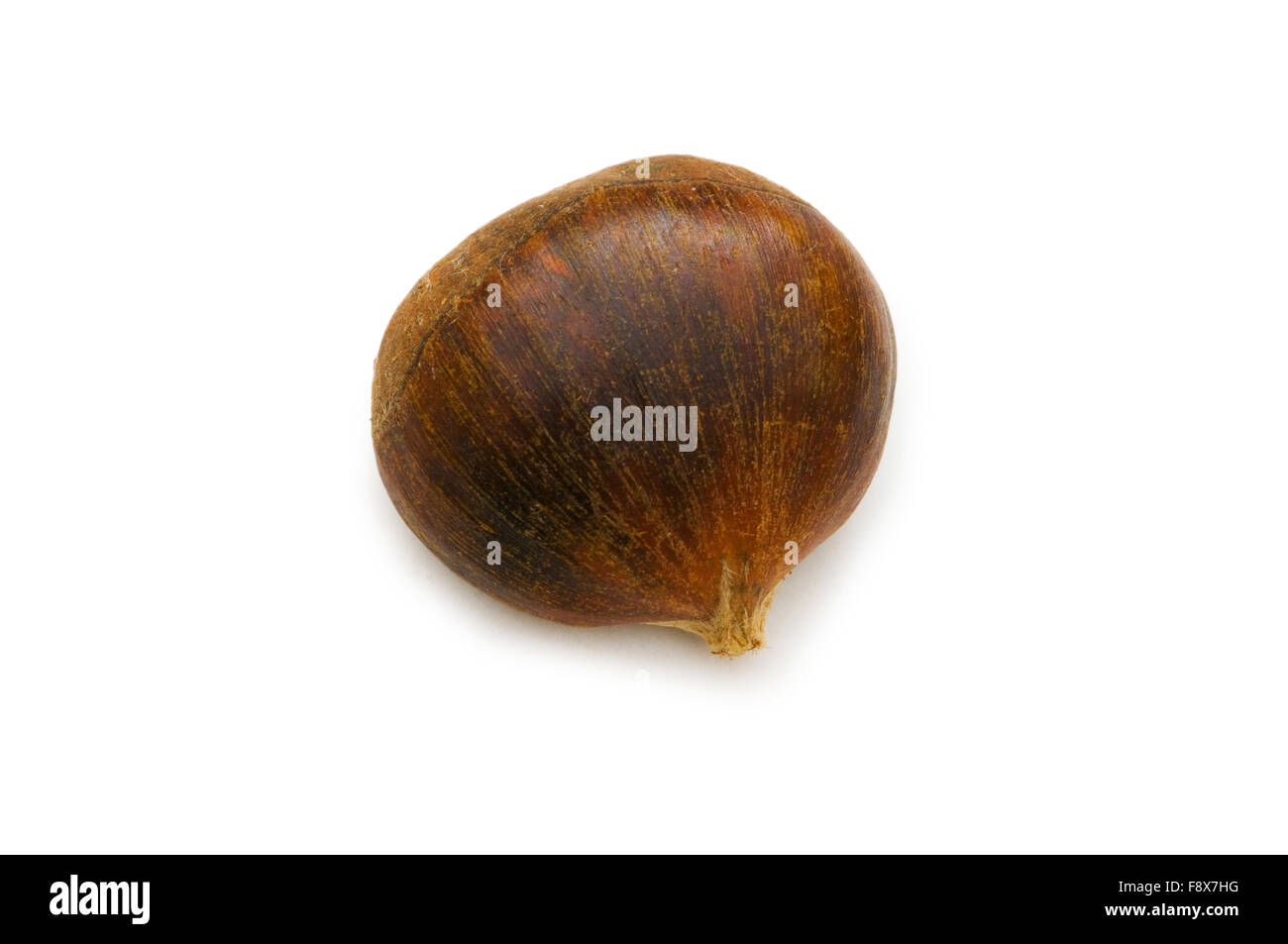 One chestnut isolated on the white background Stock Photo - Alamy