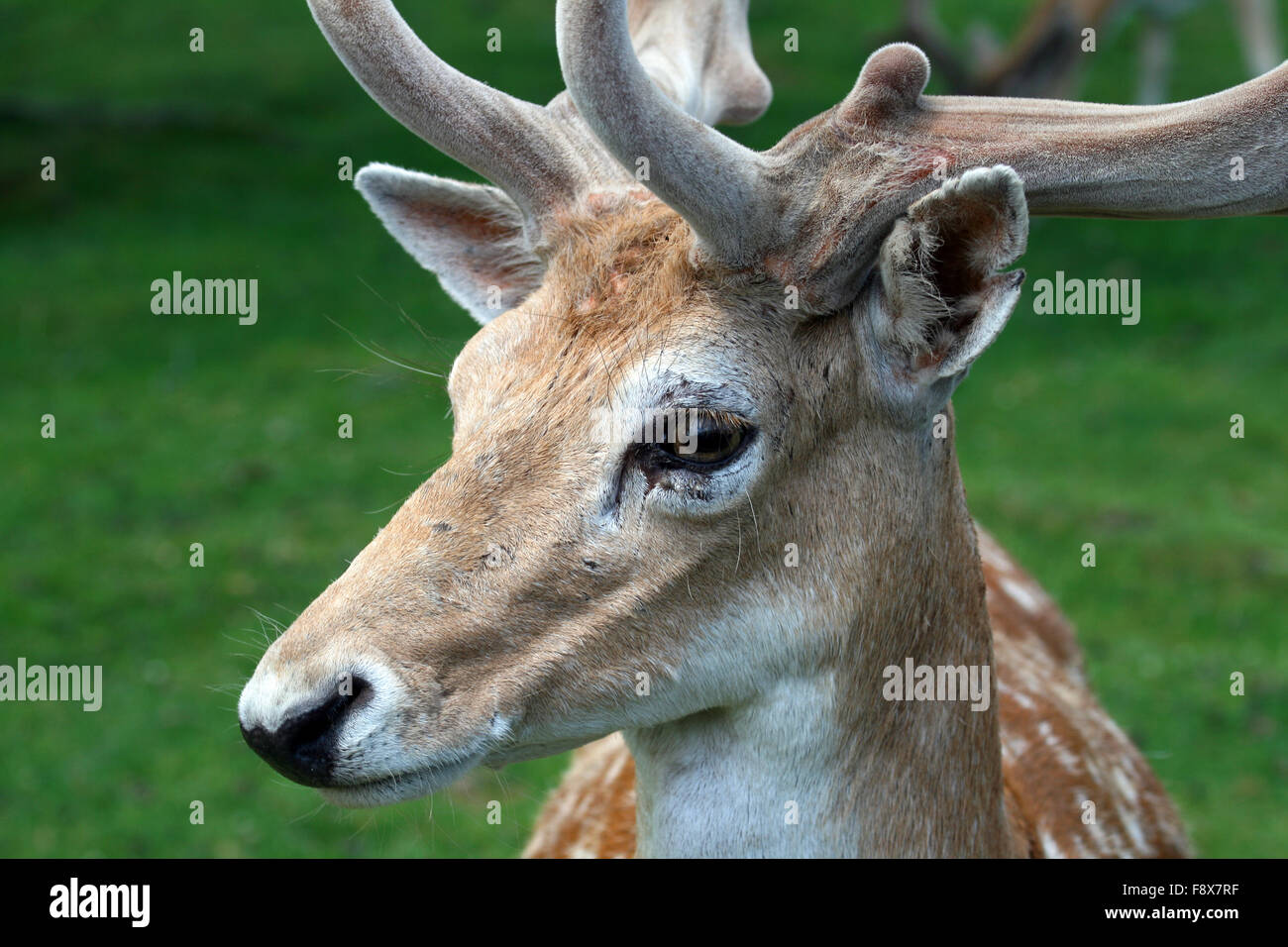 a deer in a zoo Stock Photo - Alamy