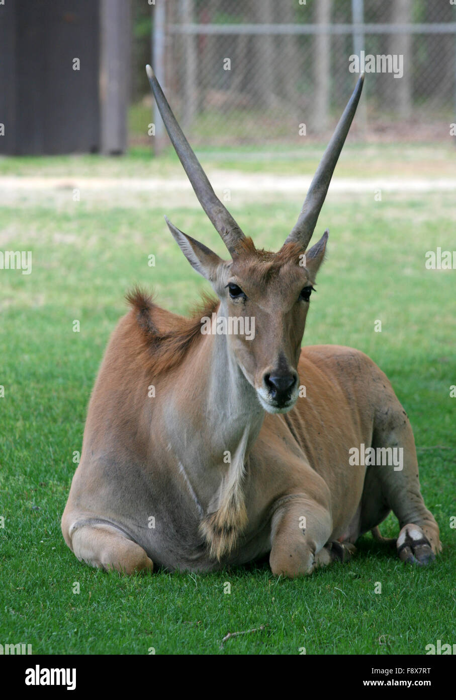 a deer in a zoo Stock Photo - Alamy