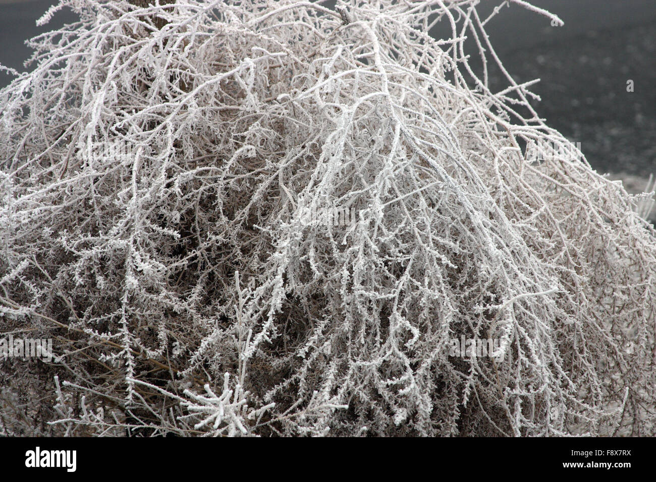 Frozen Tumbleweed. Photo taken in Culver, OR Stock Photo - Alamy