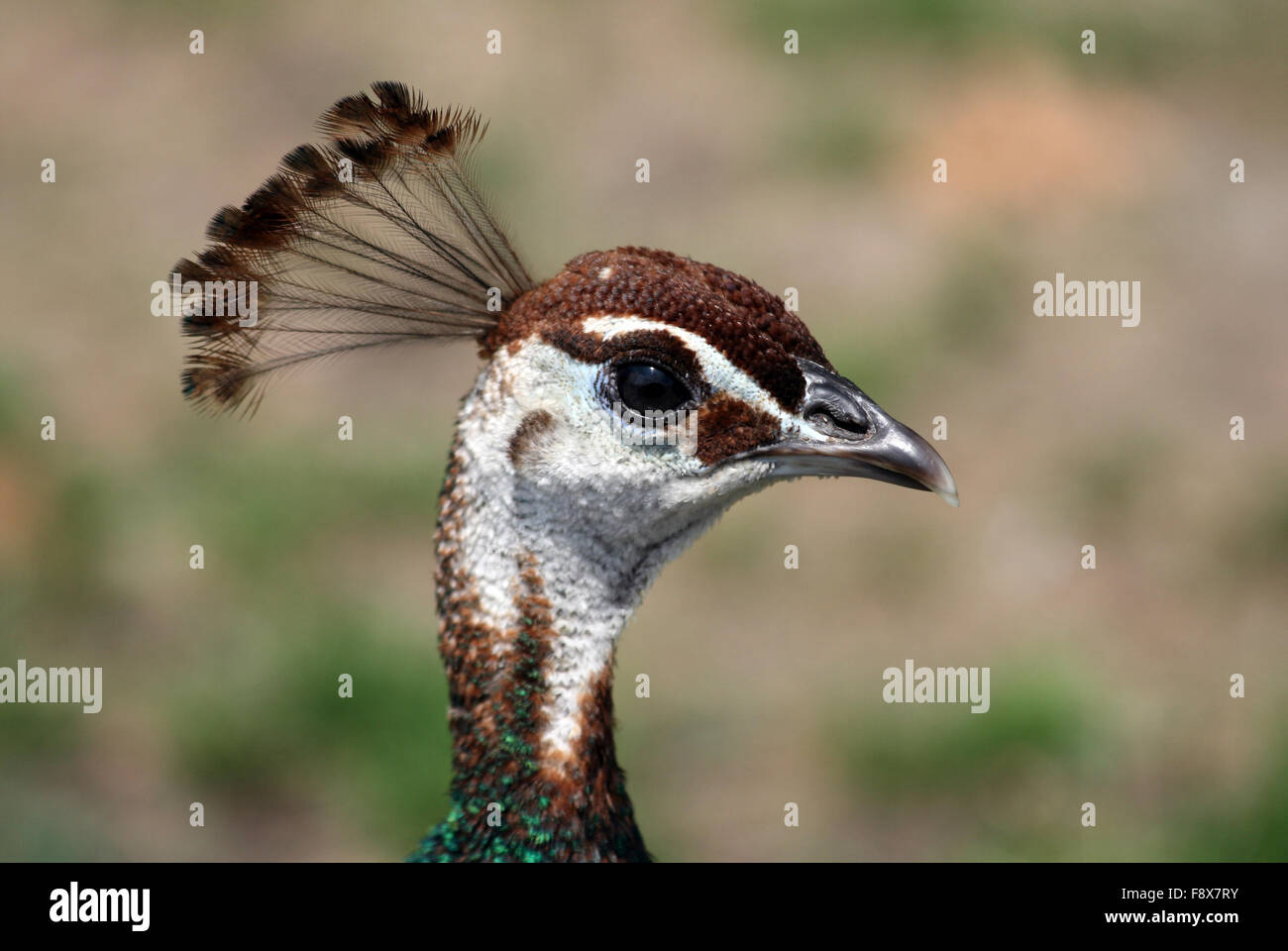 a female peacock Stock Photo - Alamy