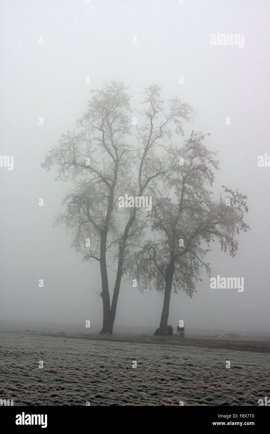 Trees in the Mist. Photo taken in Culver, OR Stock Photo - Alamy