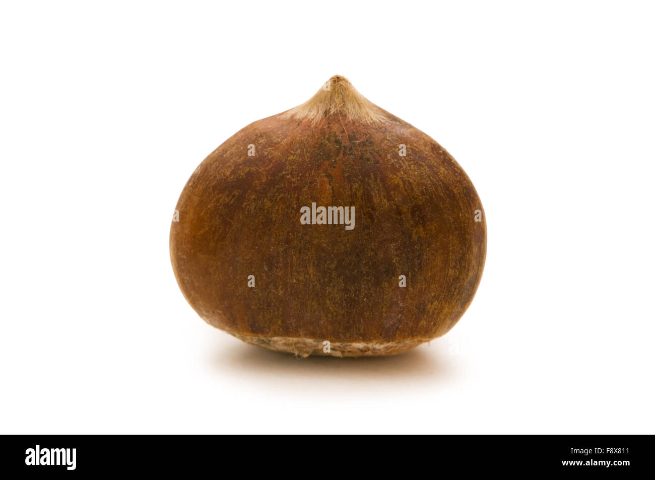 One chestnut isolated on the white background Stock Photo - Alamy