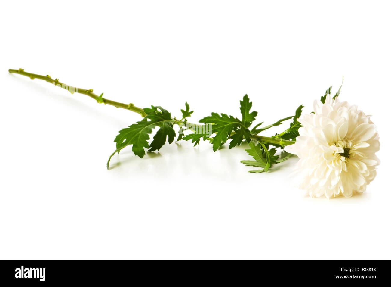 Chrysanthemum (mums) isolated on the white background Stock Photo - Alamy