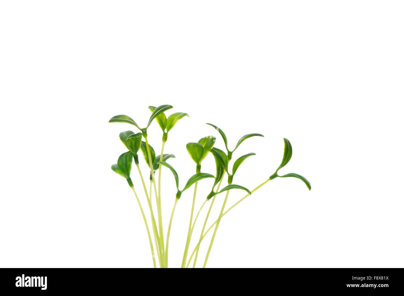 Green saplings isolated on the white background Stock Photo - Alamy