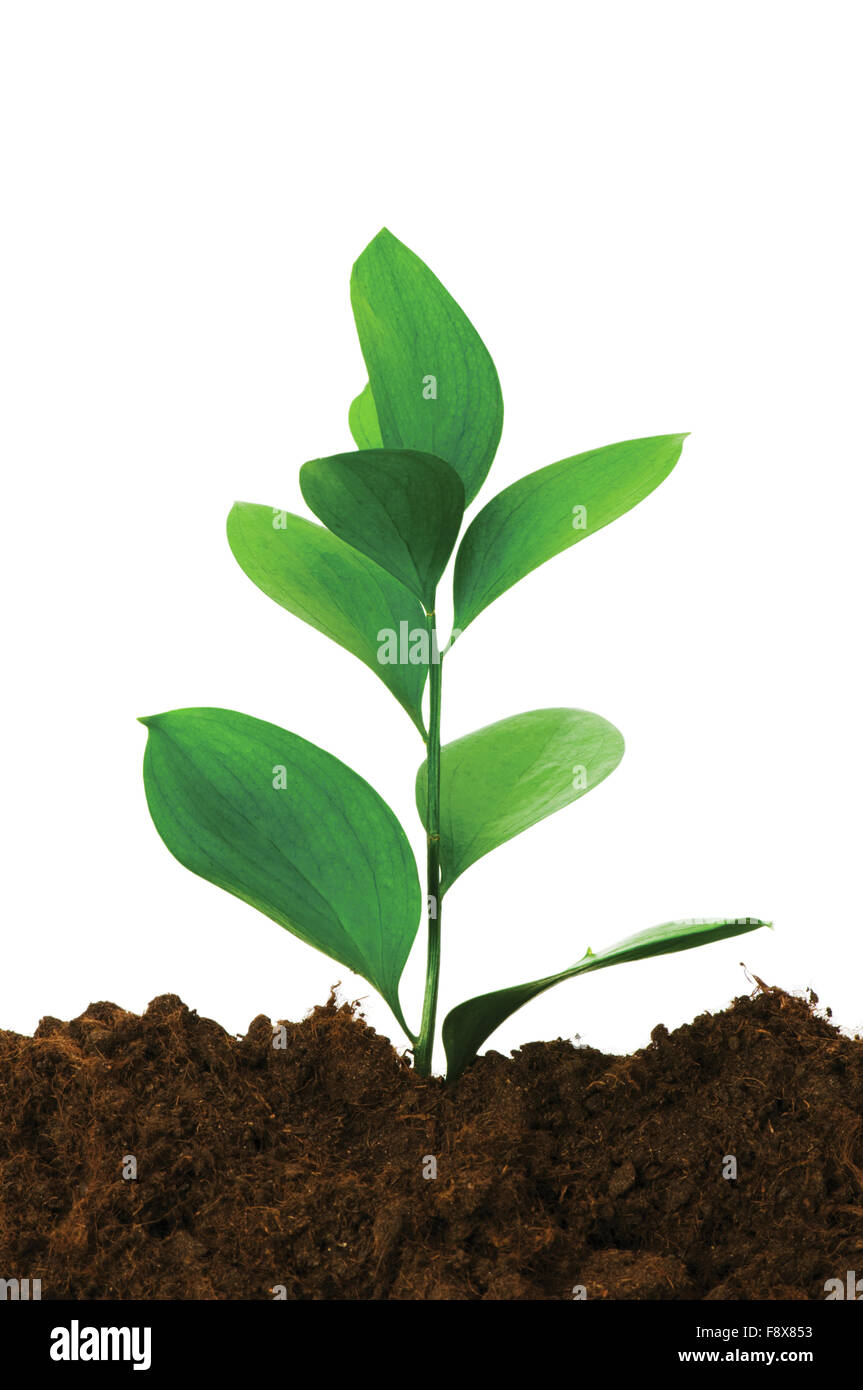 Seedlings illustrating the concept of new life Stock Photo - Alamy