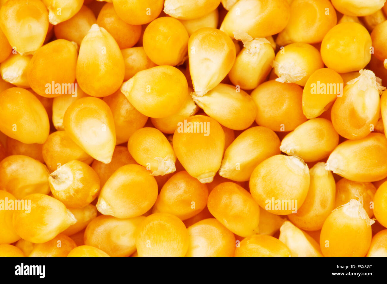 Corn seeds arranged at the background Stock Photo - Alamy