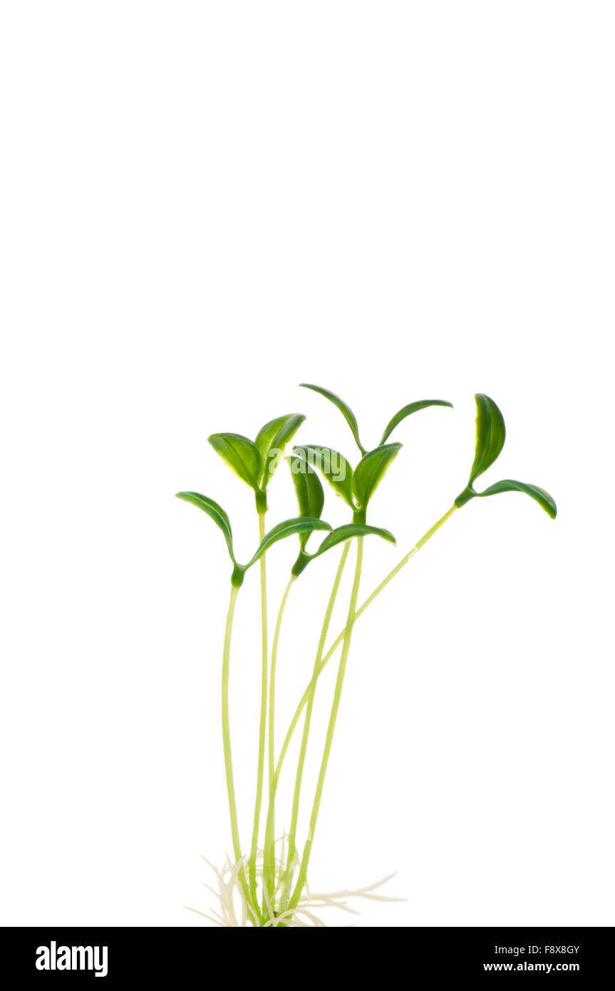 Green saplings isolated on the white background Stock Photo - Alamy