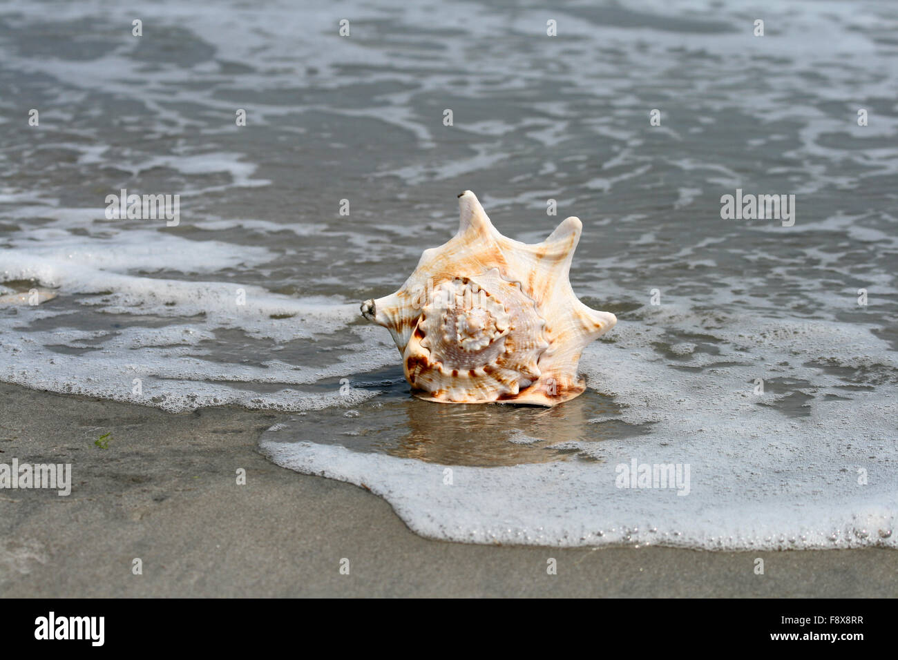 A beautiful giant seashell Stock Photo - Alamy