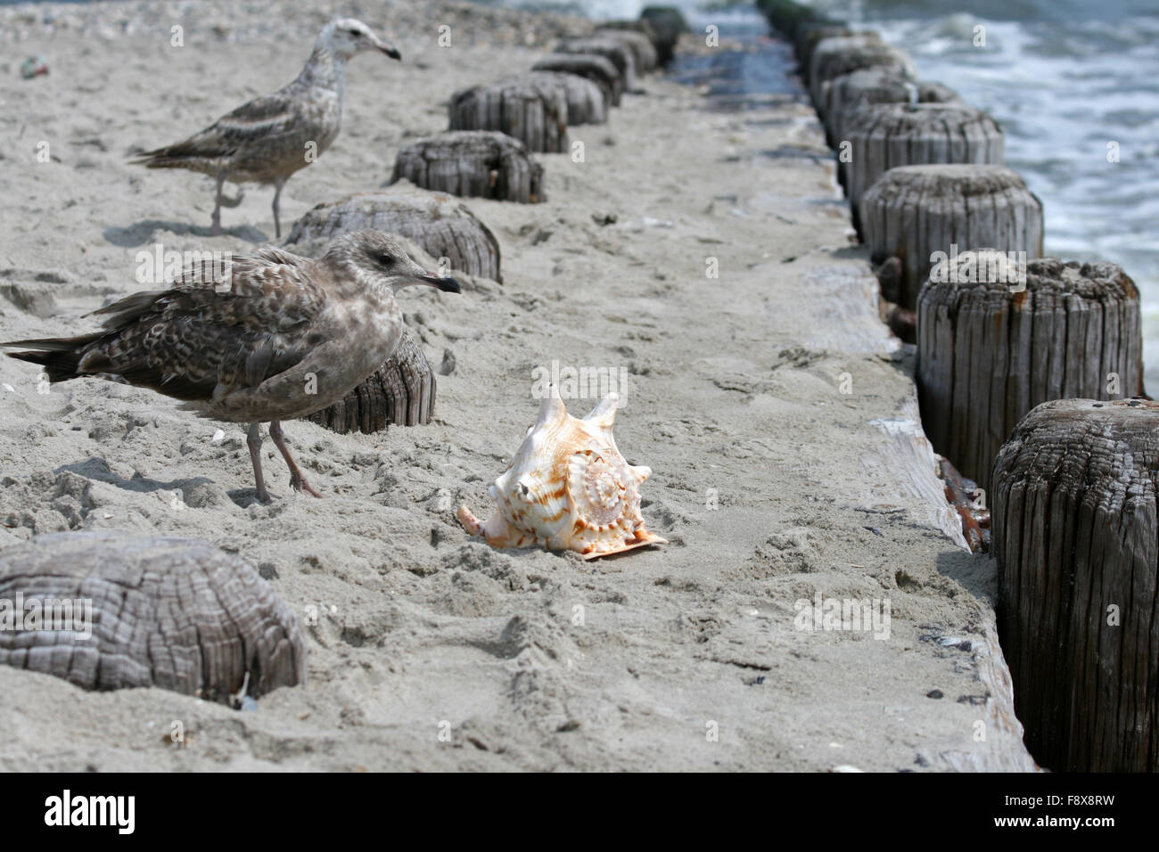 A beautiful giant seashell Stock Photo - Alamy