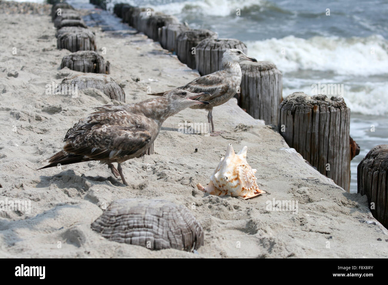 A beautiful giant seashell Stock Photo - Alamy