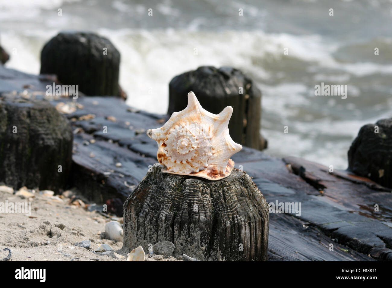A beautiful giant seashell Stock Photo - Alamy