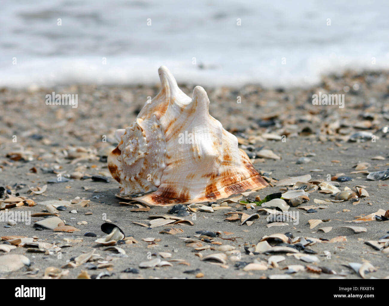 A beautiful giant seashell Stock Photo - Alamy