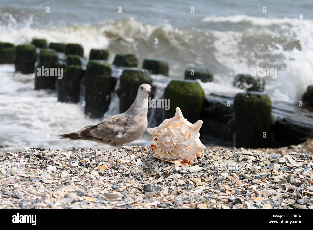 A beautiful giant seashell Stock Photo - Alamy