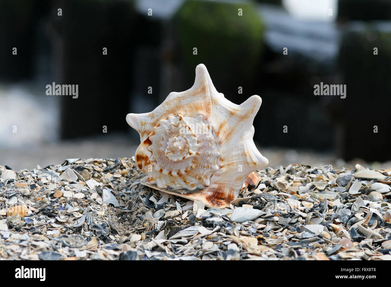 Seashell salt water sea hi-res stock photography and images - Alamy