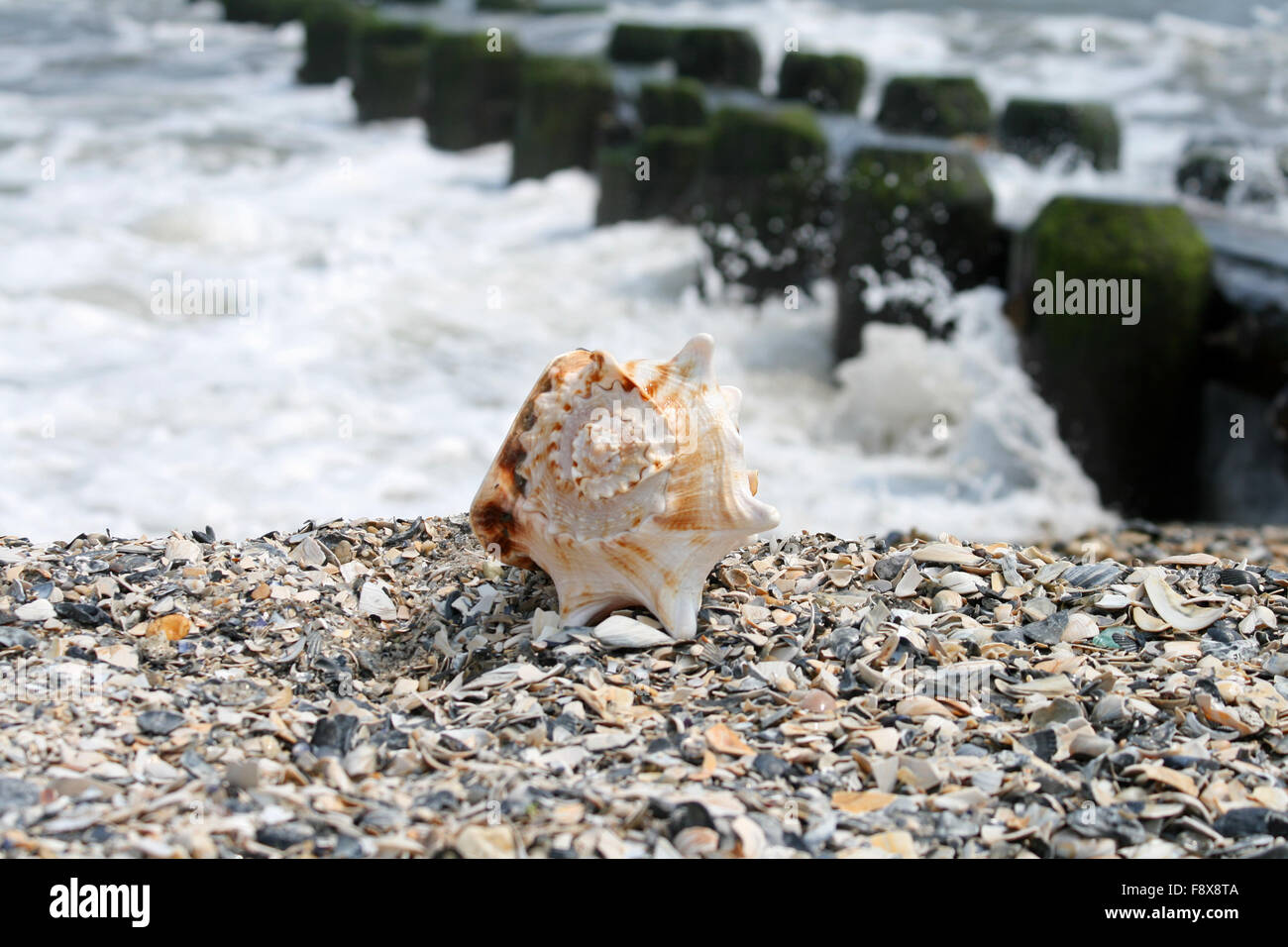 A beautiful giant seashell Stock Photo - Alamy