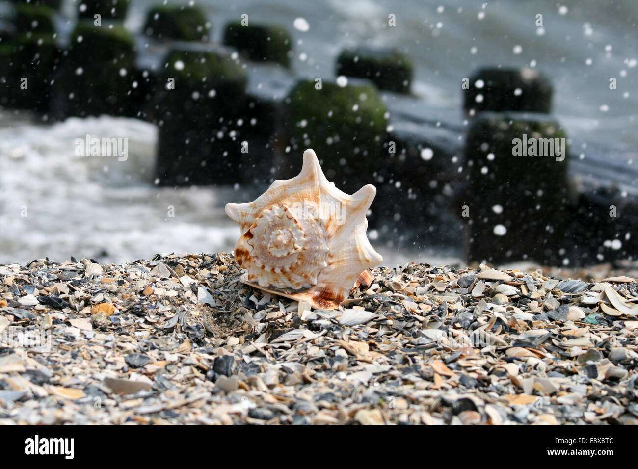 A beautiful giant seashell Stock Photo - Alamy