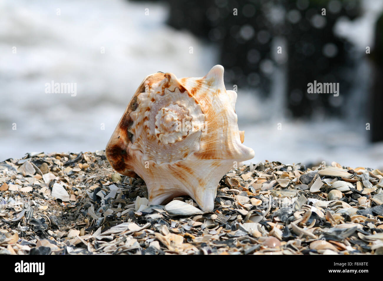 A beautiful giant seashell Stock Photo - Alamy