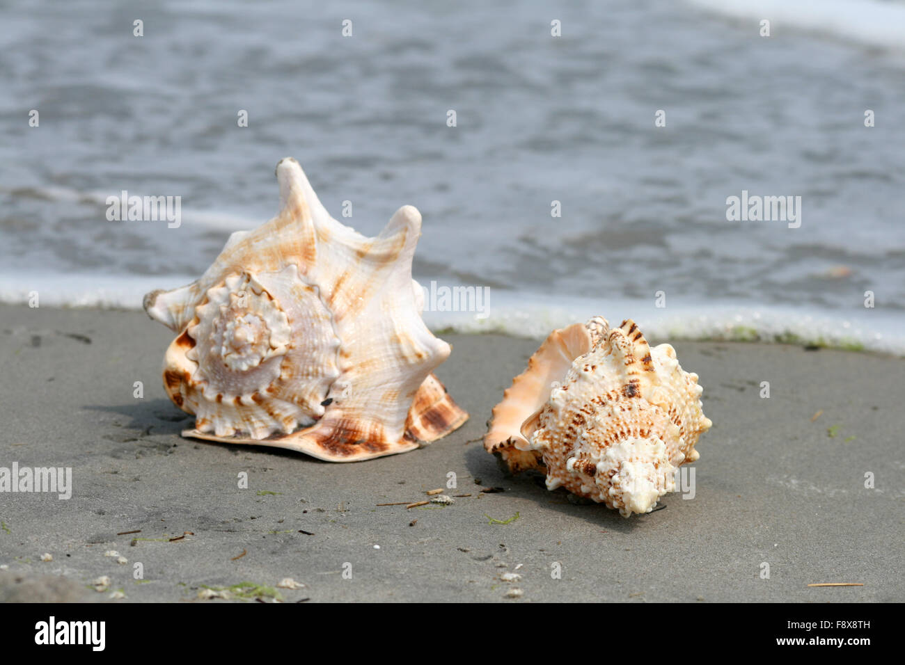 beautiful giant seashells Stock Photo - Alamy