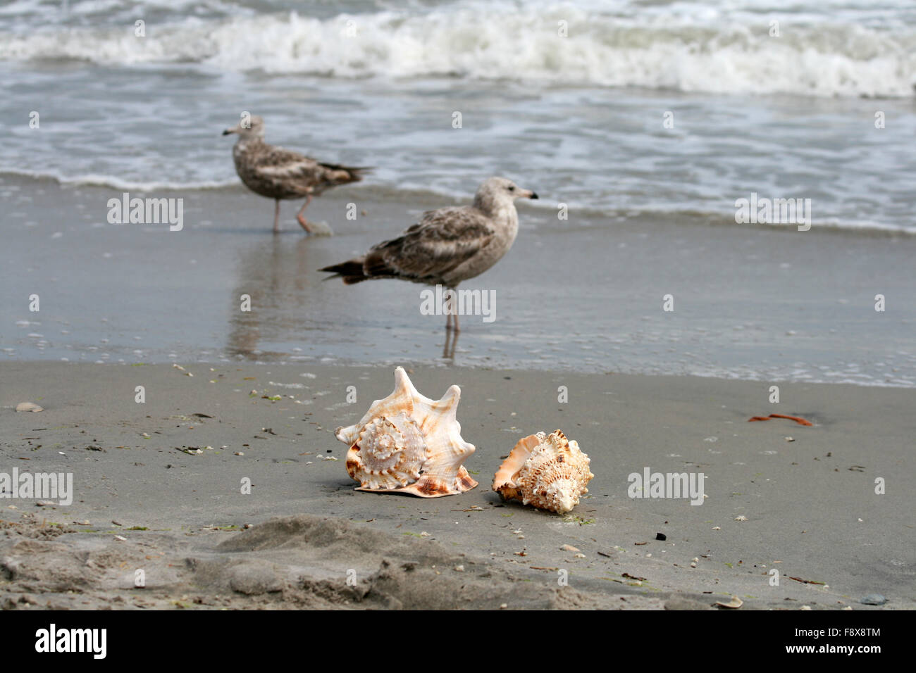 beautiful giant seashells Stock Photo - Alamy
