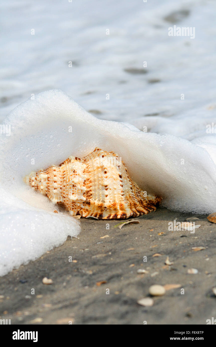 A beautiful giant seashell Stock Photo - Alamy