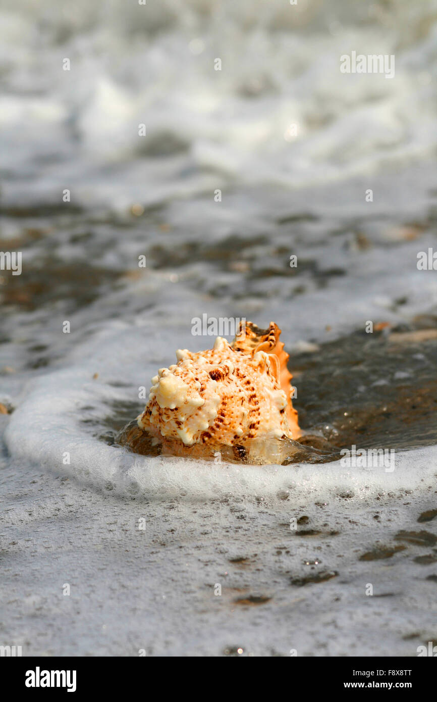 A beautiful giant seashell Stock Photo - Alamy