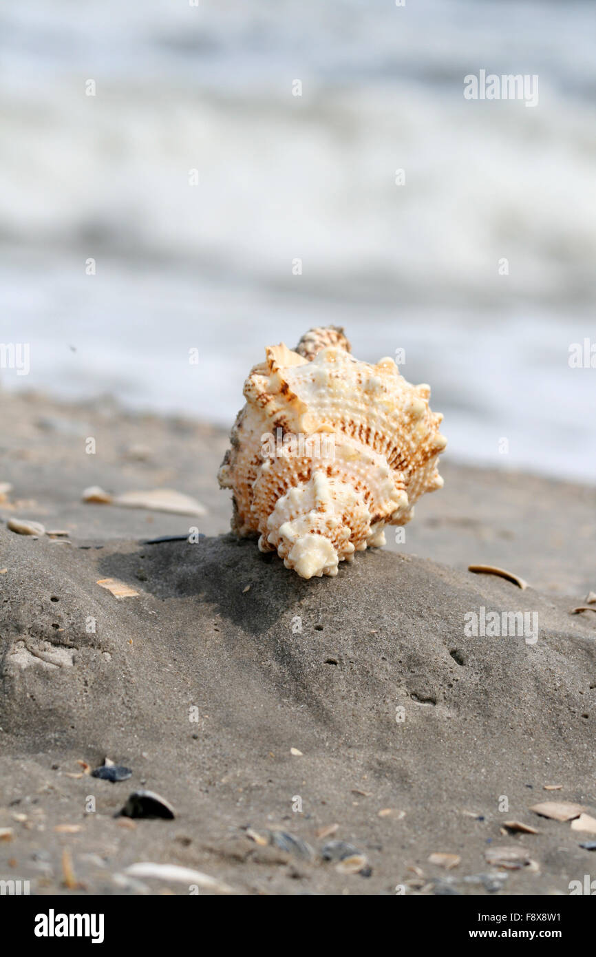 beautiful giant seashell Stock Photo - Alamy