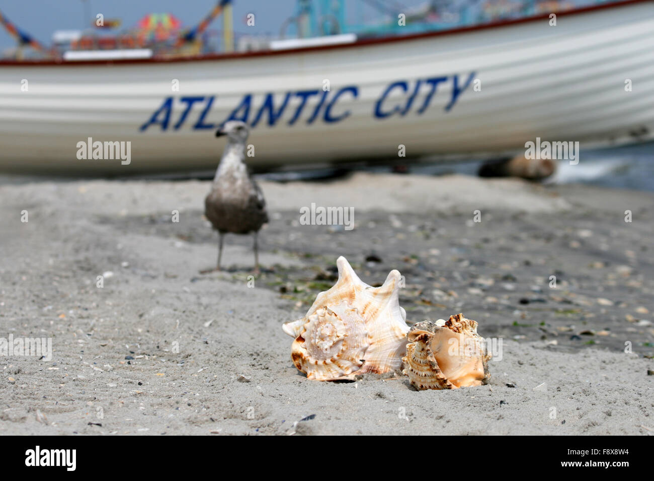 beautiful giant seashells Stock Photo - Alamy