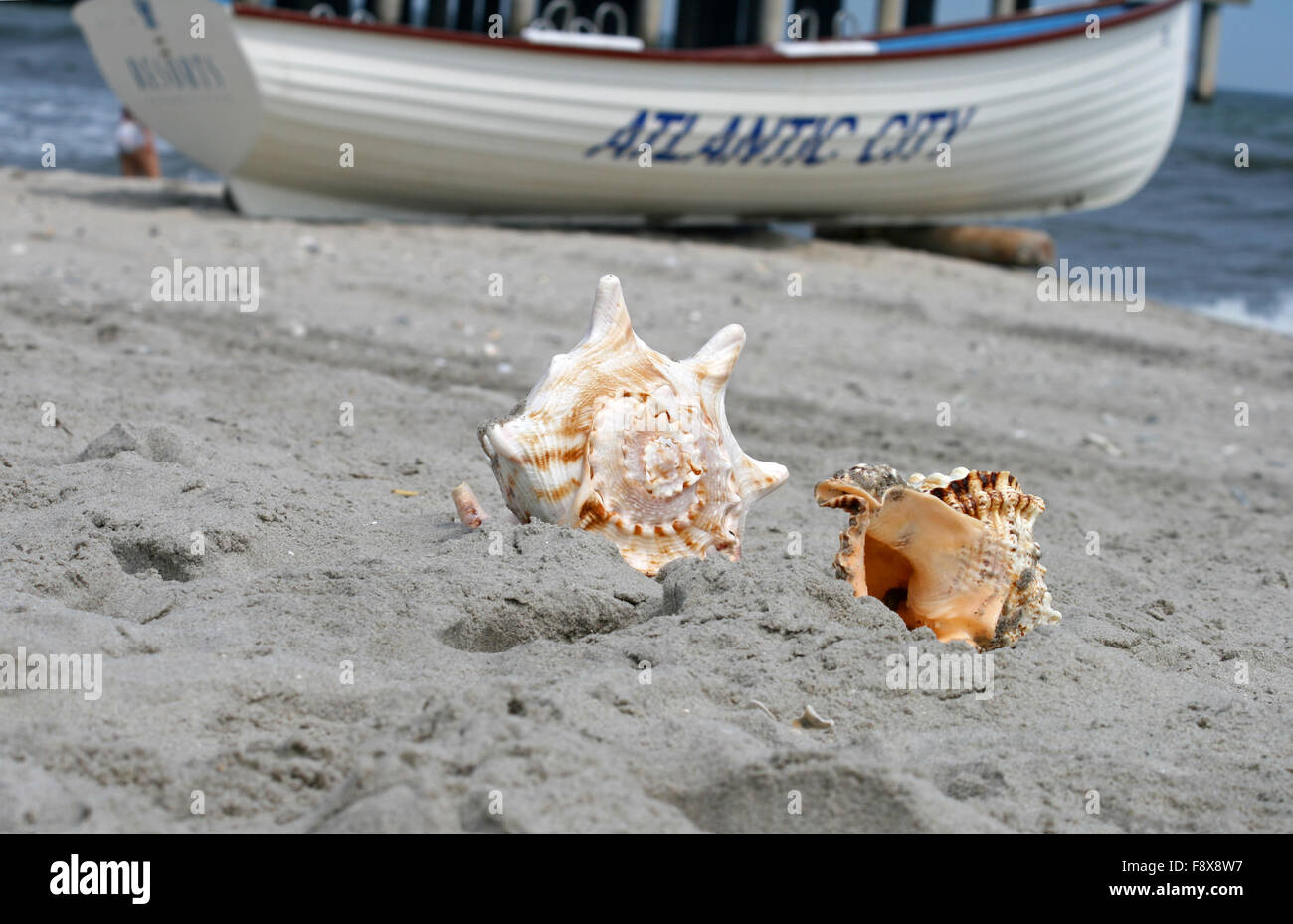 beautiful giant seashells Stock Photo - Alamy