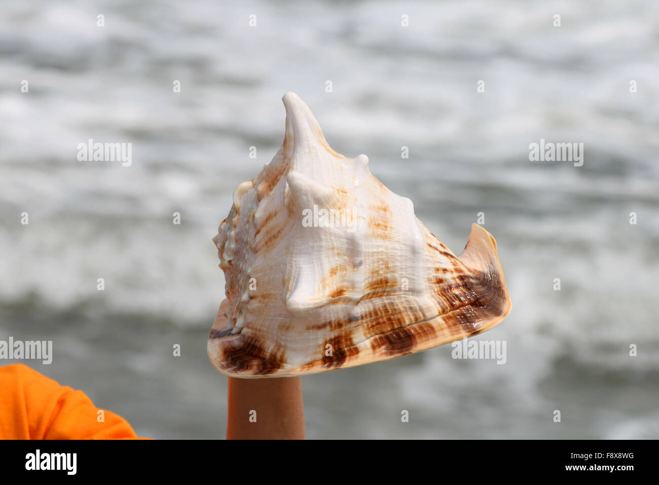A beautiful giant seashell Stock Photo - Alamy