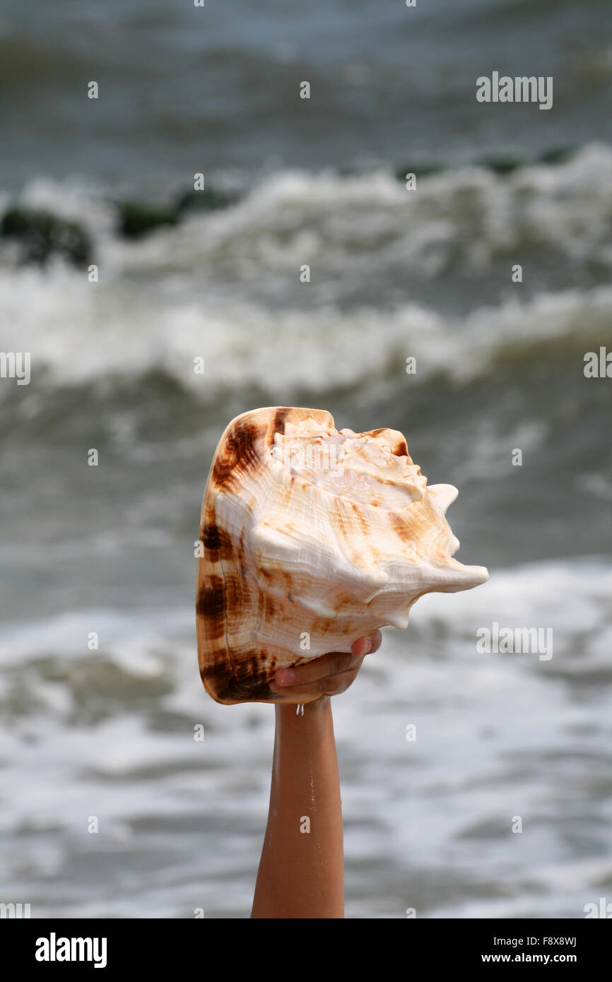 beautiful giant seashell Stock Photo - Alamy